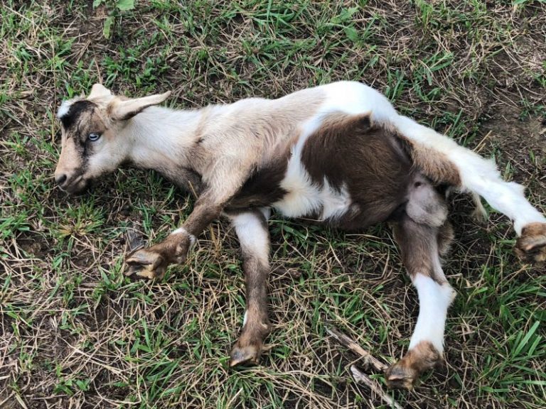 Why Do Goats Faint? - Goat Journal
